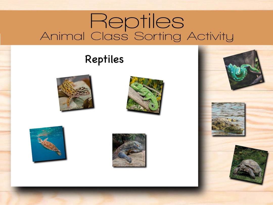 Reptiles Animal Class Sorting Activity - Etsy