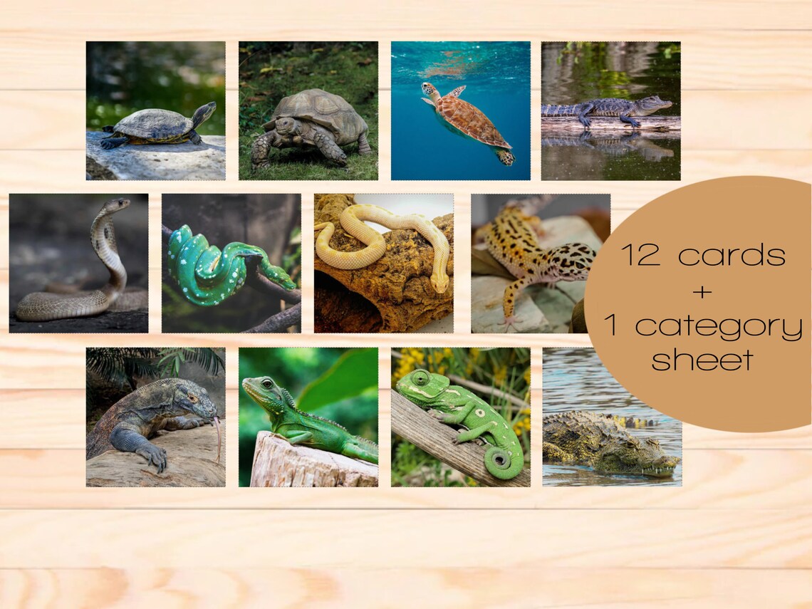 Reptiles Animal Class Sorting Activity - Etsy