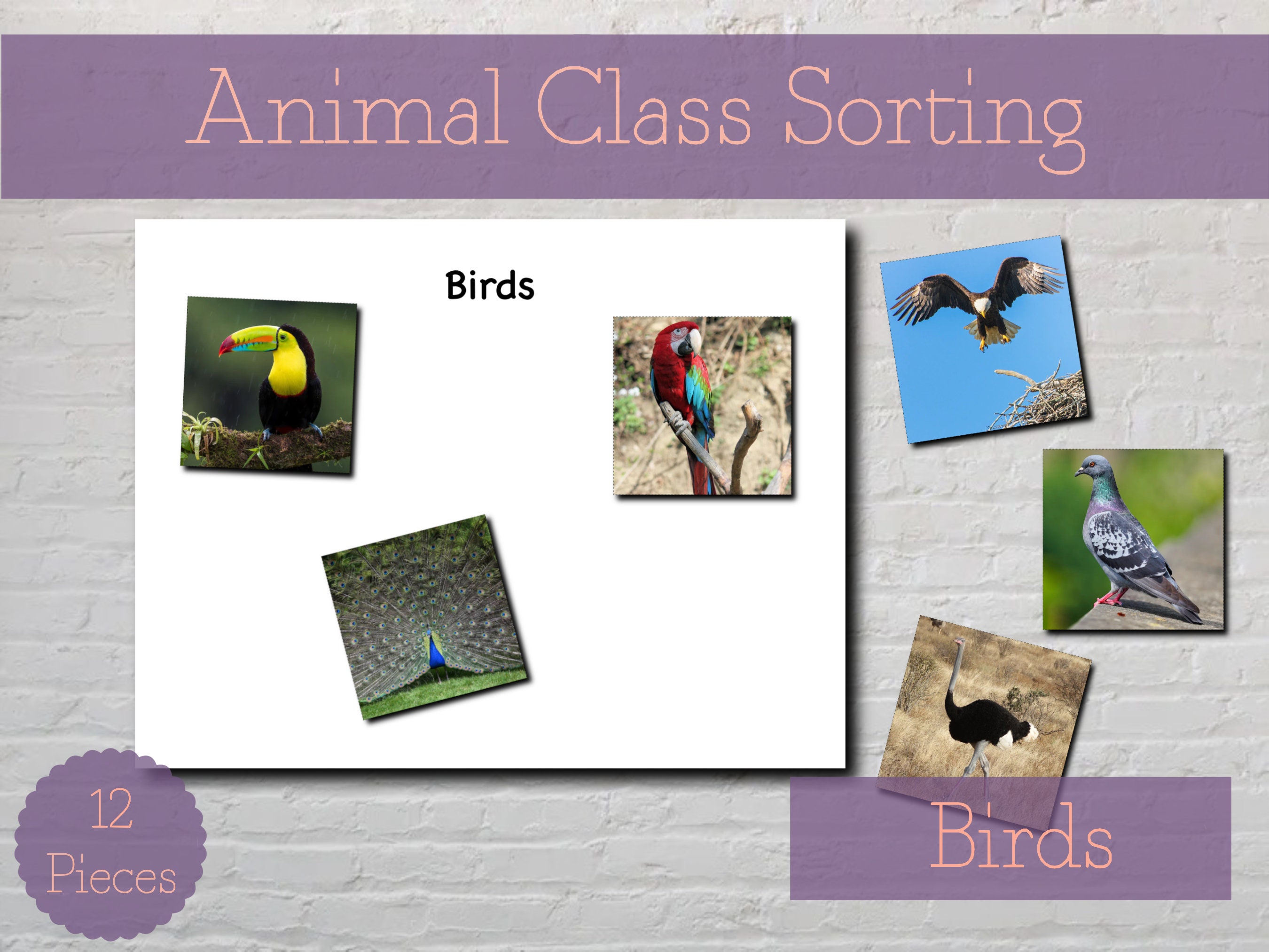 Birds Animal Class Sorting Activity Montessori Printable - Etsy