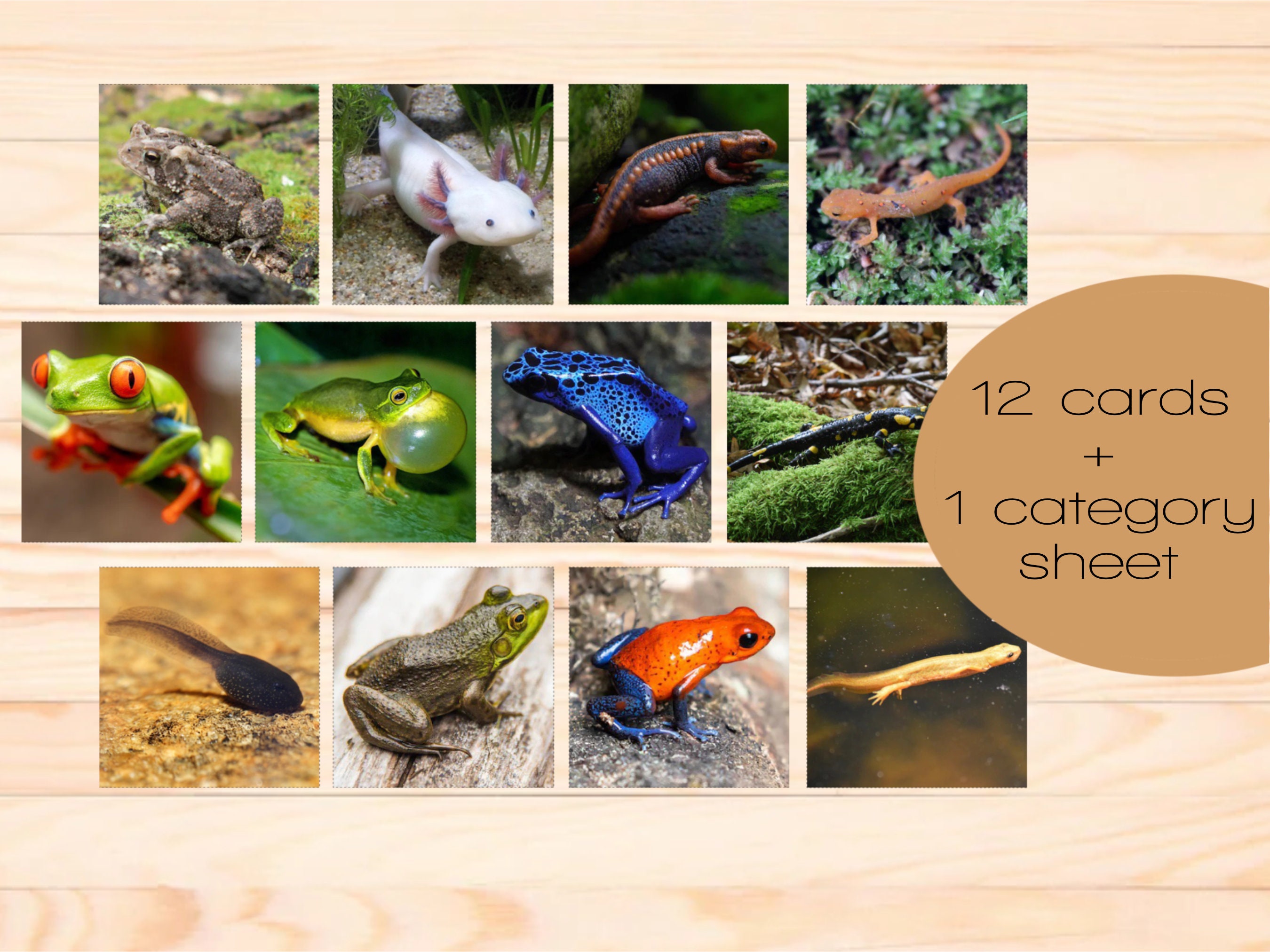 Amphibians Animal Class Sorting Activity Montessori - Etsy