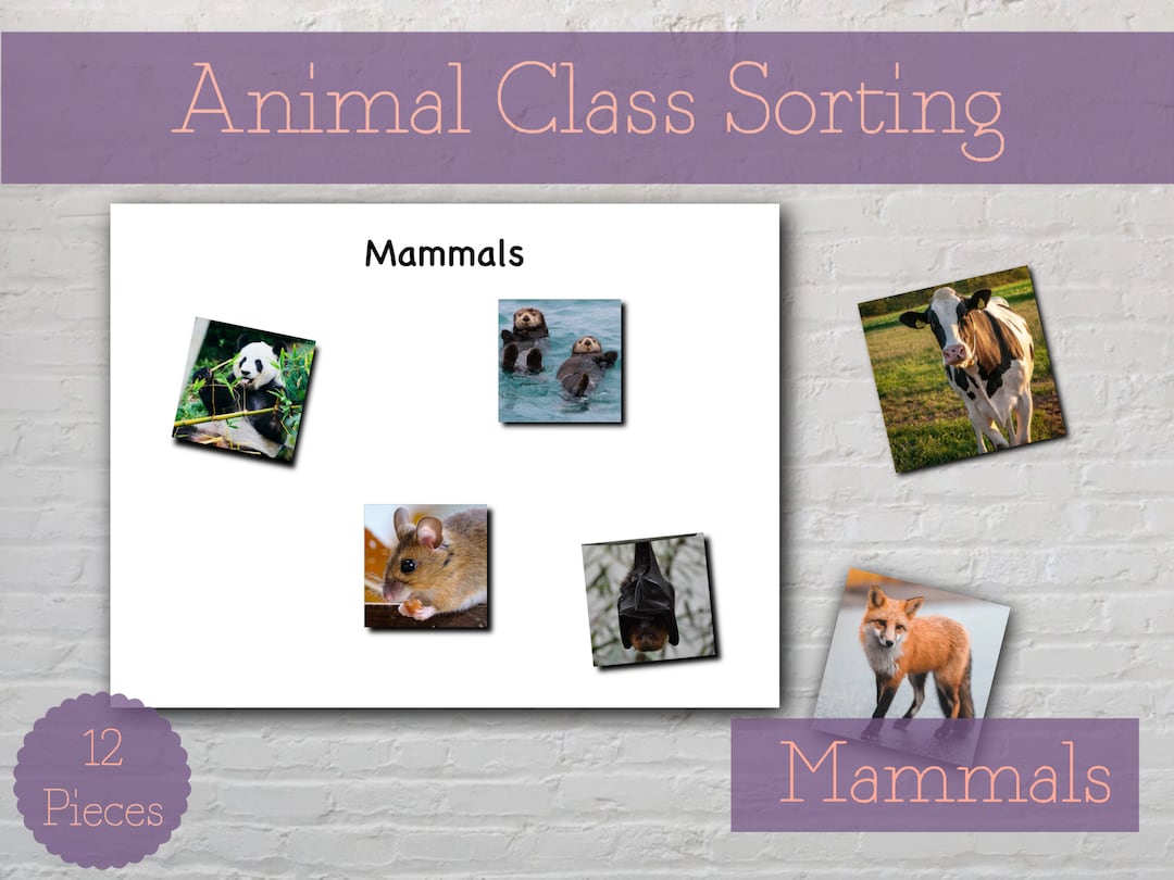 Mammals Animal Class Sorting Activity - Montessori Printable - Etsy
