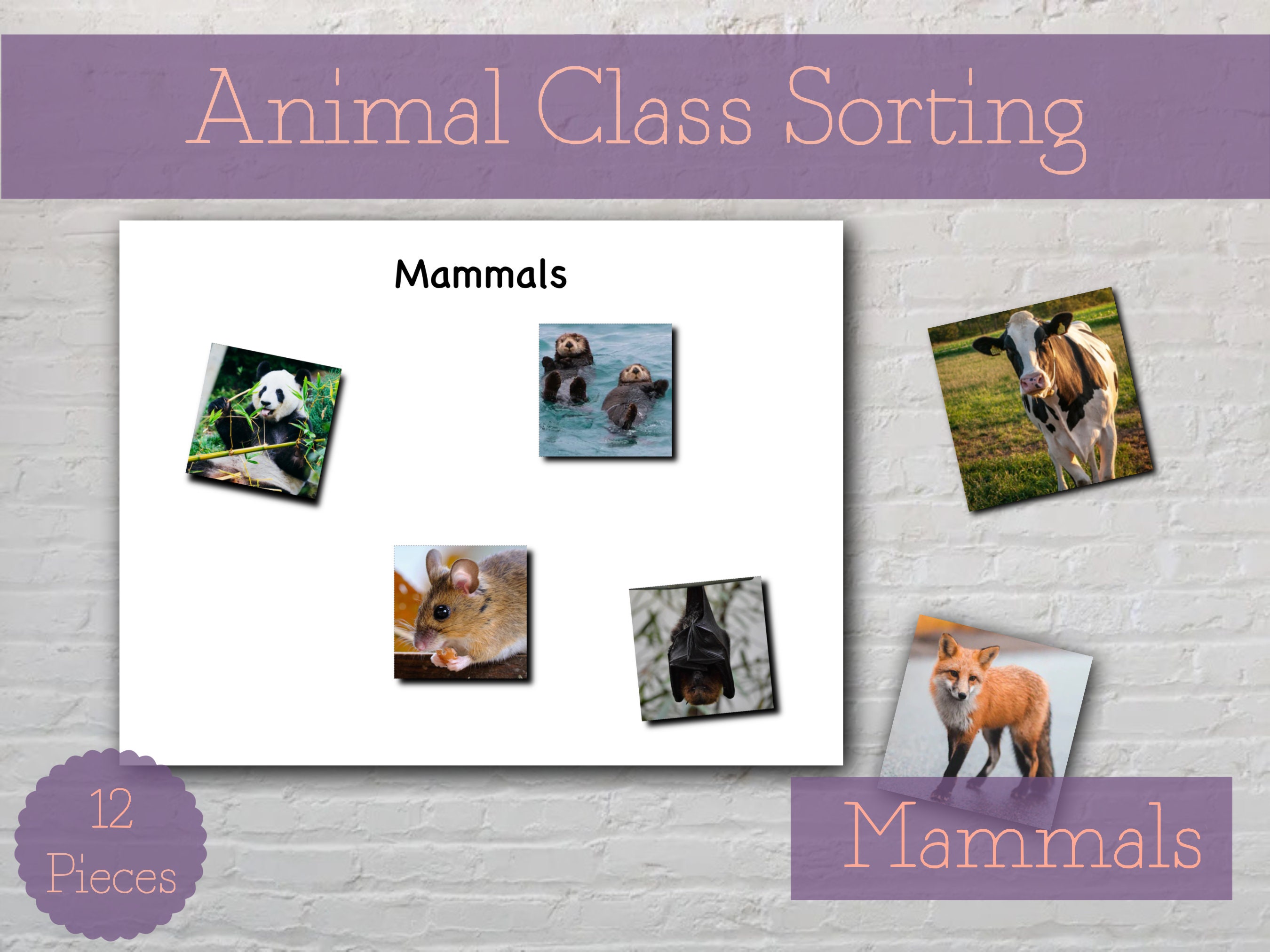 Mammals Animal Class Sorting Activity - Montessori Printable - Etsy