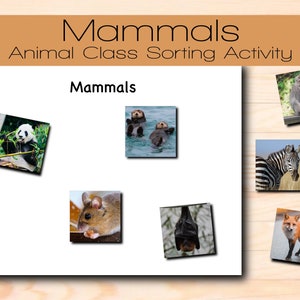 Mammals Animal Class Sorting Activity Montessori Printable - Etsy