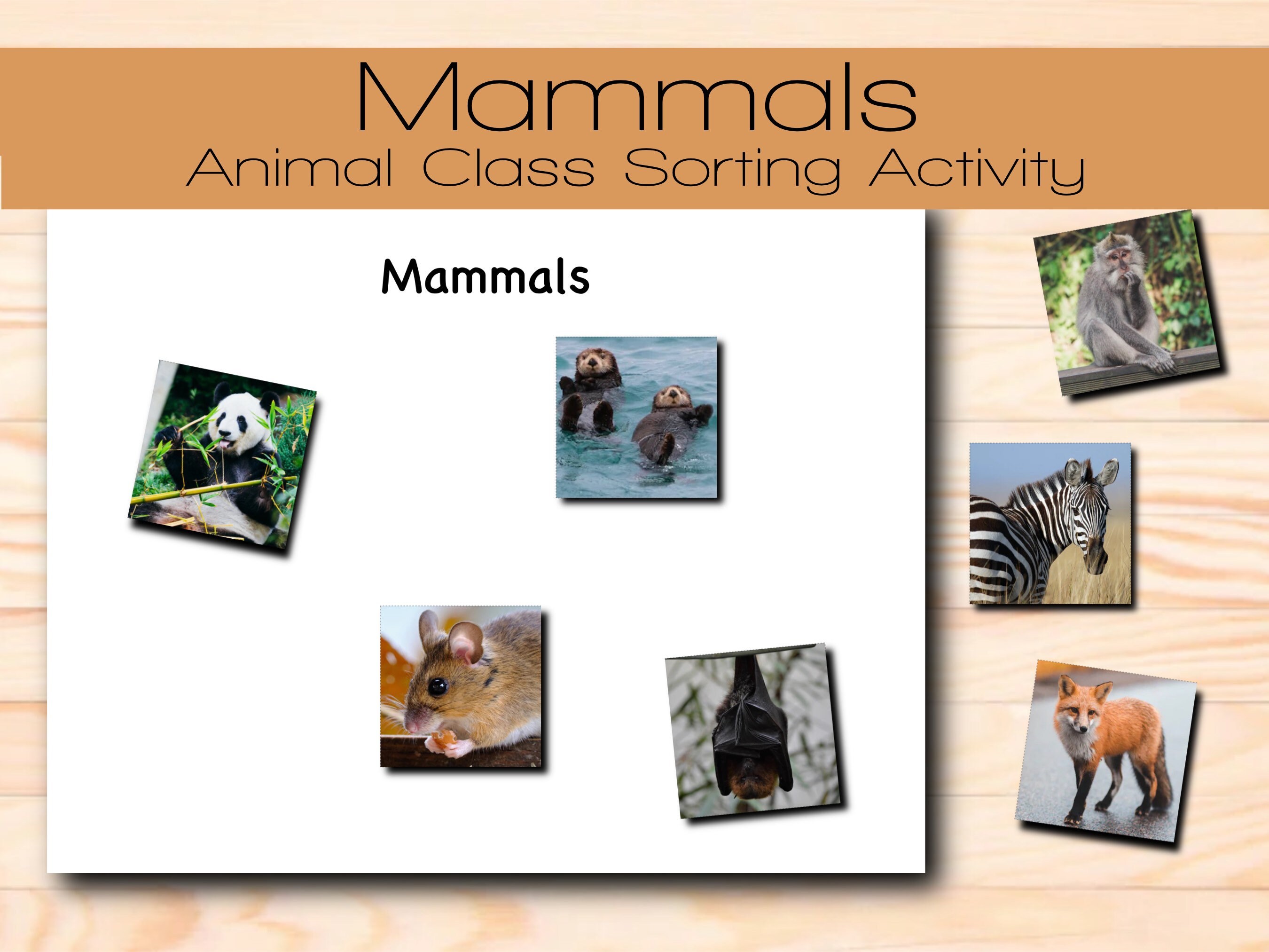 Mammals Animal Class Sorting Activity Montessori Printable - Etsy