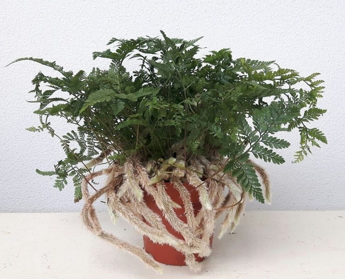 Davallia Humata Tyermanii - White Rabbit's Foot Fern - USA Seller - Etsy