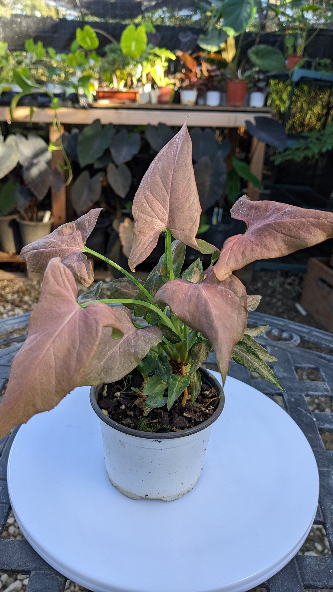 RARE Live Syngonium Mickey Mouse Plant - USA Seller - Etsy