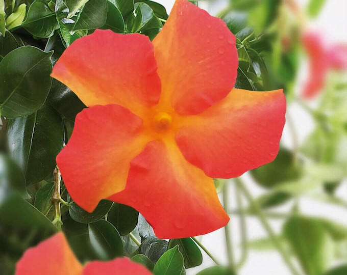 New Mandevilla Firedup Orange Live Starter Plant - Etsy