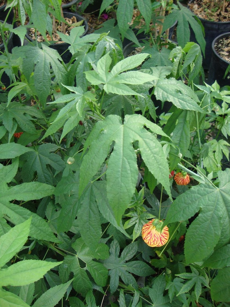 Abutilon "tiger Eye" Chinese Lantern Starter Plant - Etsy