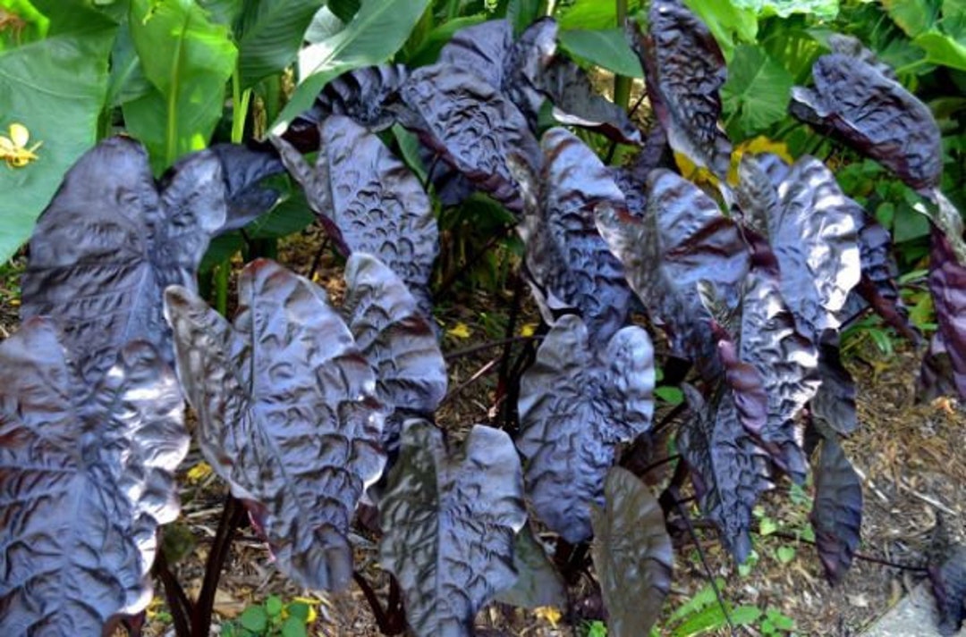 Colocasia Black Ripple - Etsy