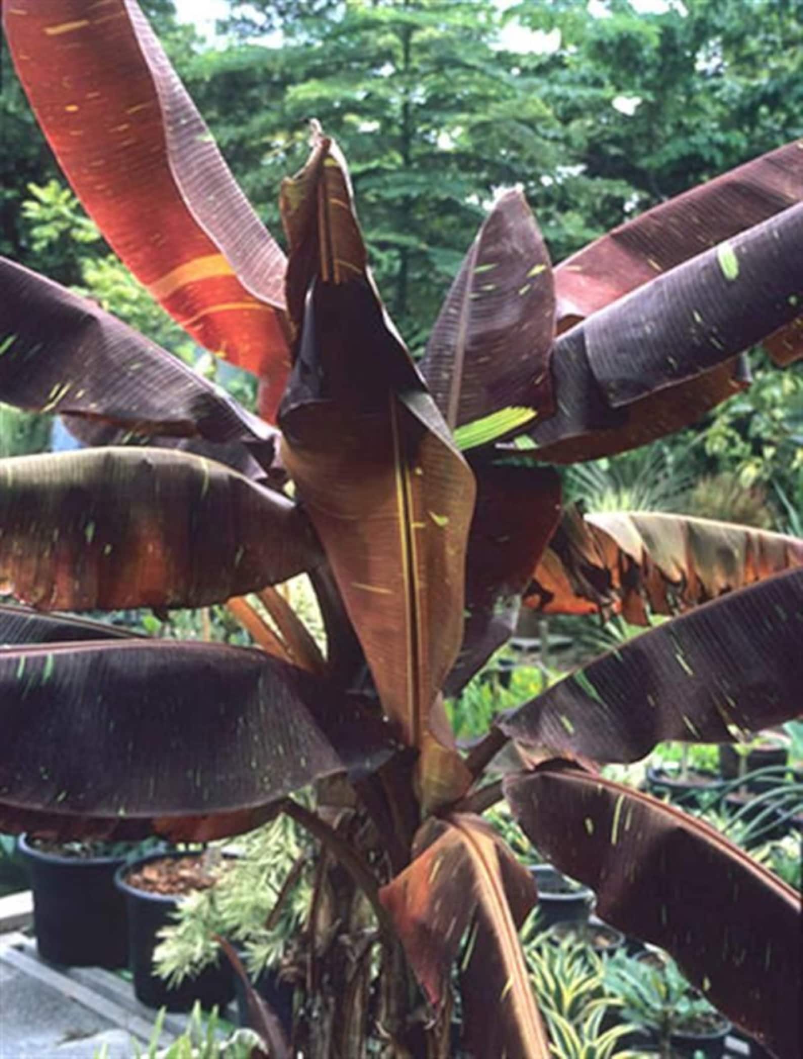 Rare Live Musa siam Ruby Banana Plant USA - Etsy