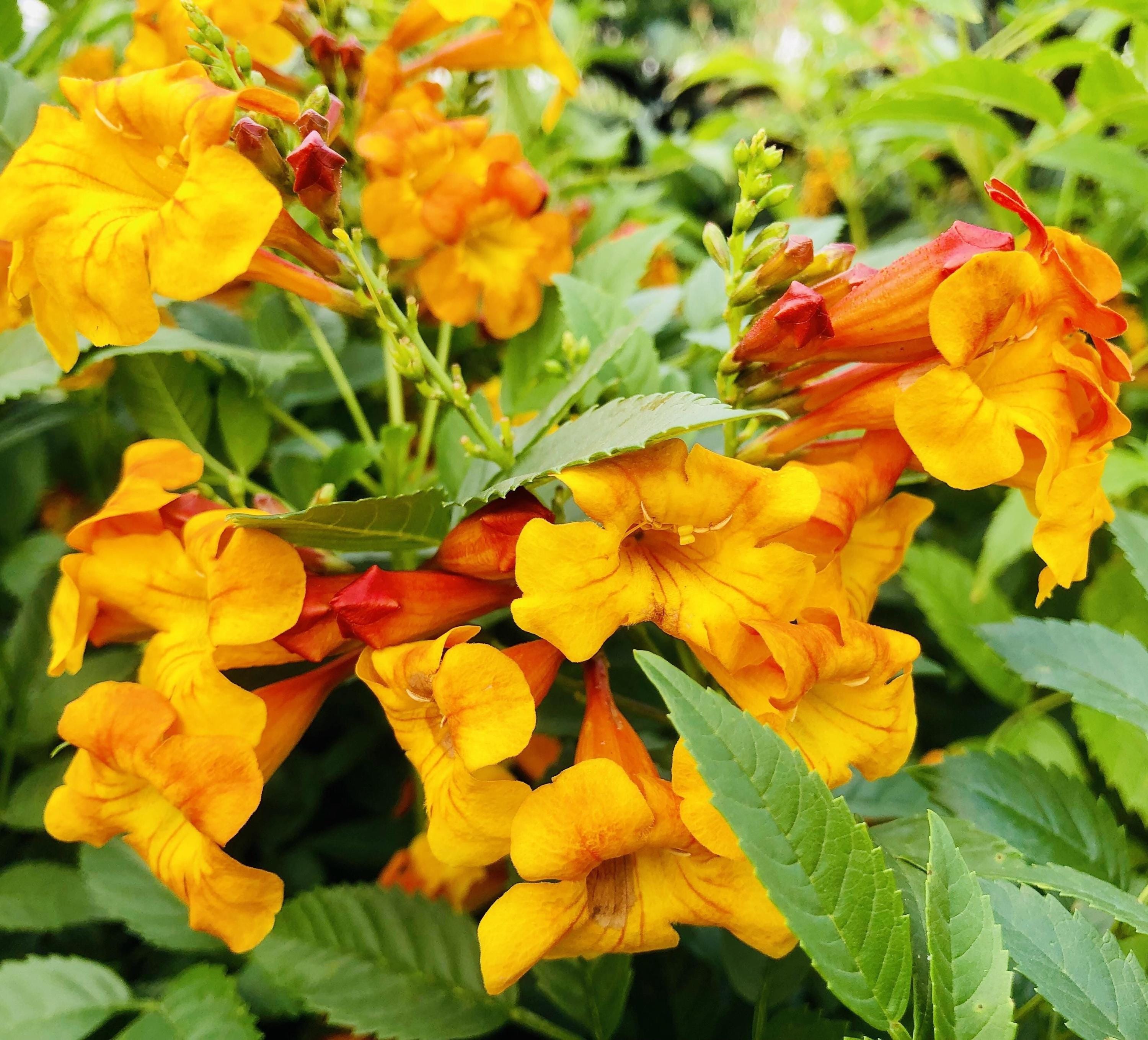 Tecoma Orange Jubilee Flowering Live Starter Plant - USA Seller - Etsy