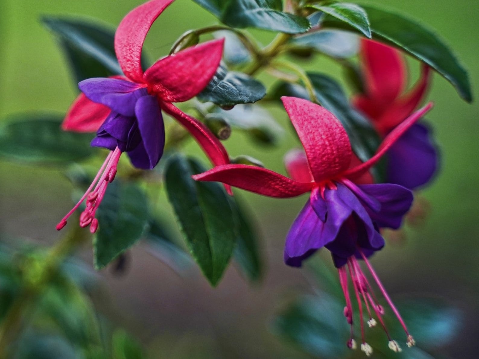 Fuschia "voodoo" Live STARTER Plant, Stunning Flowers - Etsy