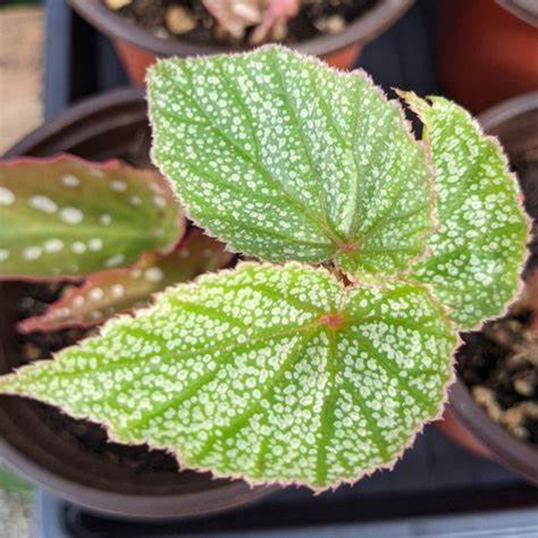 Live Angel Wing Begonia "frosty" Rare Starter House Plant - USA Seller ...
