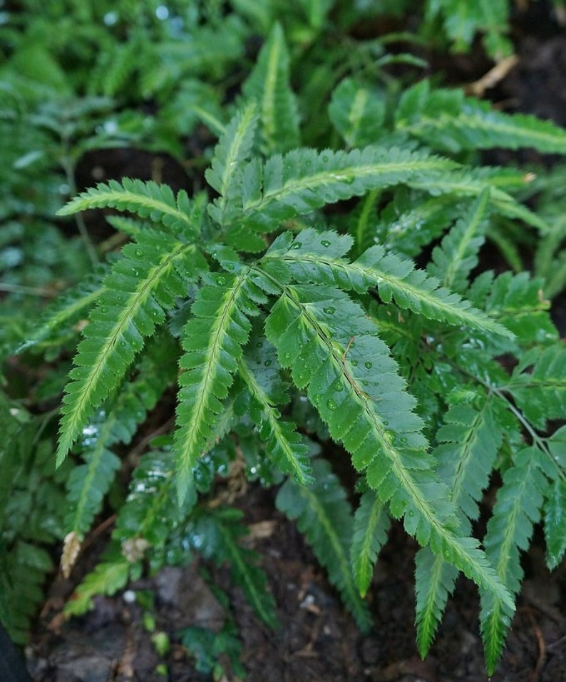 Live East Indian Fern - Arachnoides Simplicior Starter Plant - Etsy