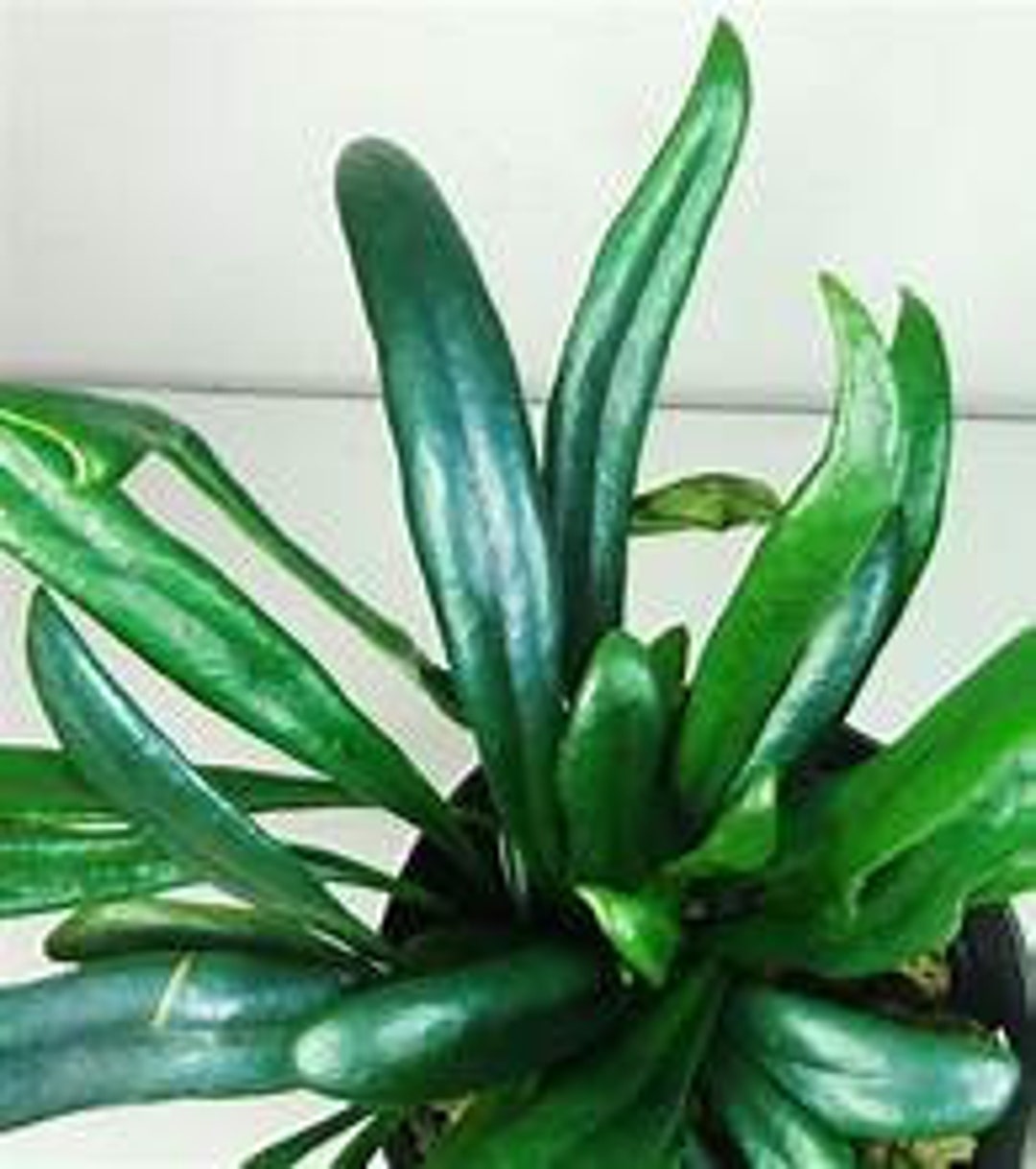 Microsorum Thailandicum, Blue Oil Fern Iridescent, Tropical Starter ...