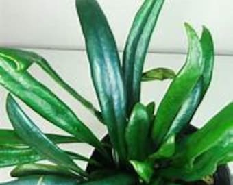 4 Blue Oil Fern Pot With Multiple Plants and Growth Rare Microsorum ...