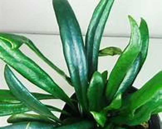 Sarcopyramis Sp. Parvifolia, Iridescent Foliage, Terrarium Culture ...