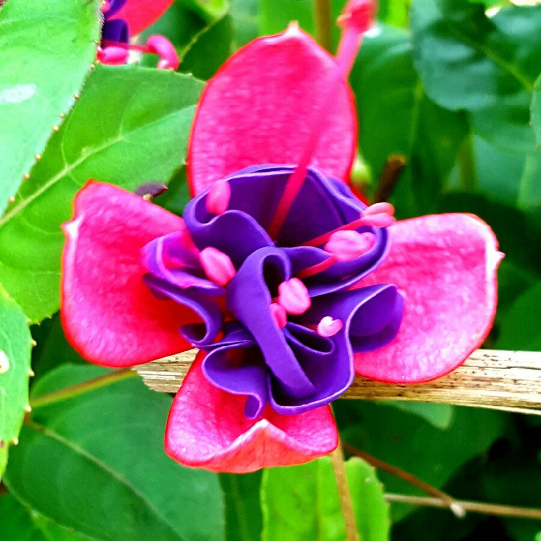 Fuschia "voodoo" Live STARTER Plant, Stunning Flowers - Etsy