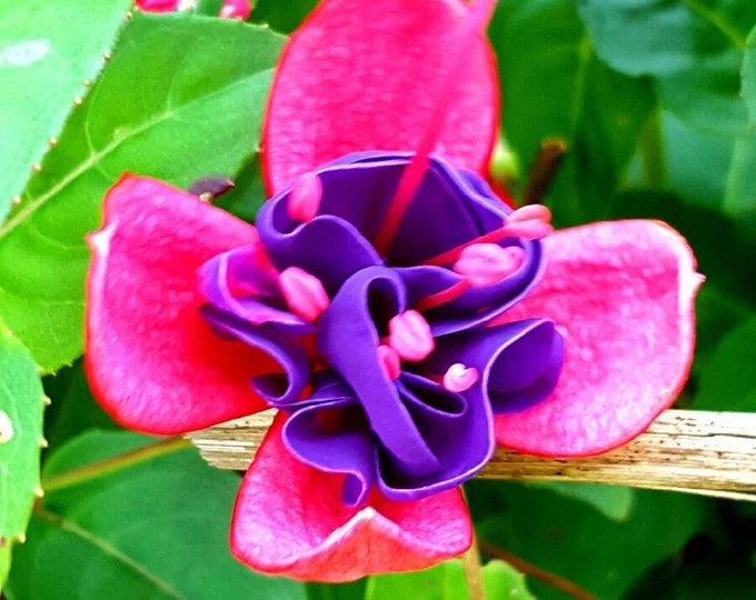 Fuschia "voodoo" Live STARTER Plant, Stunning Flowers - Etsy