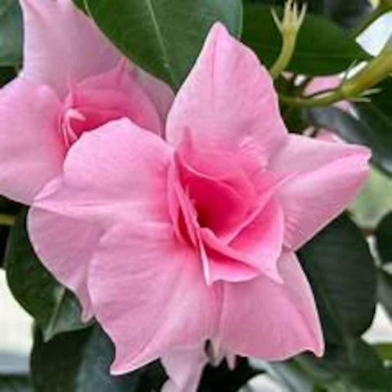 New** Mandevilla Sun Parasol XP Double Pink Blush Live Starter Plant - Etsy