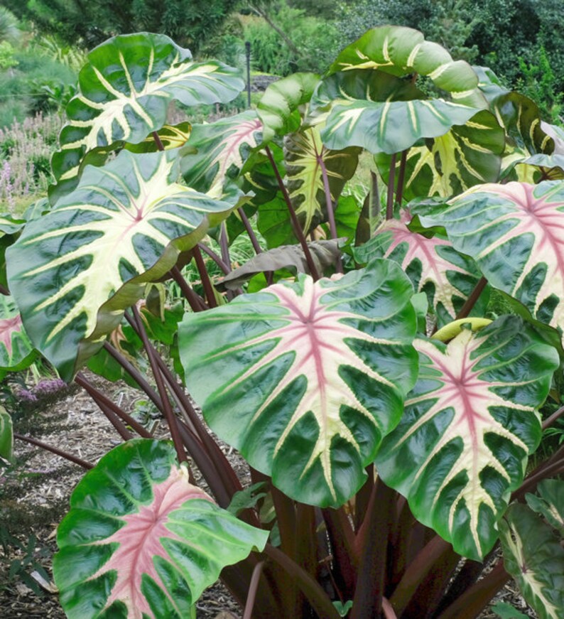 Live Colocasia Waikiki, Rare Elephant Ears, Taro Plant - USA Seller - Etsy