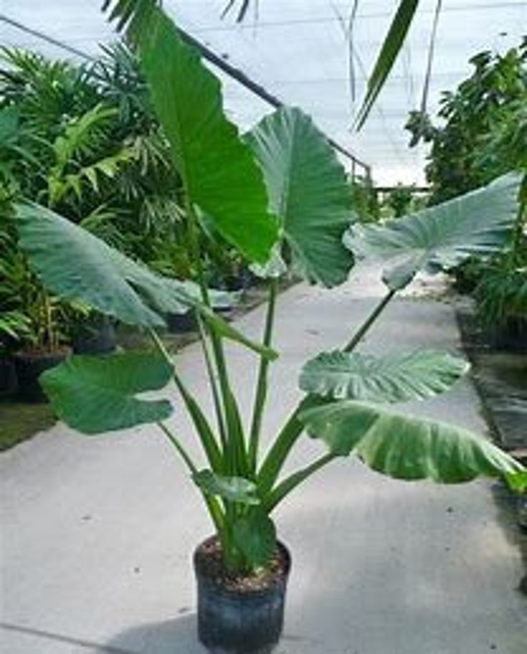 Live Alocasia - "borneo King" "borneo Giant" USA SELLER! - Etsy