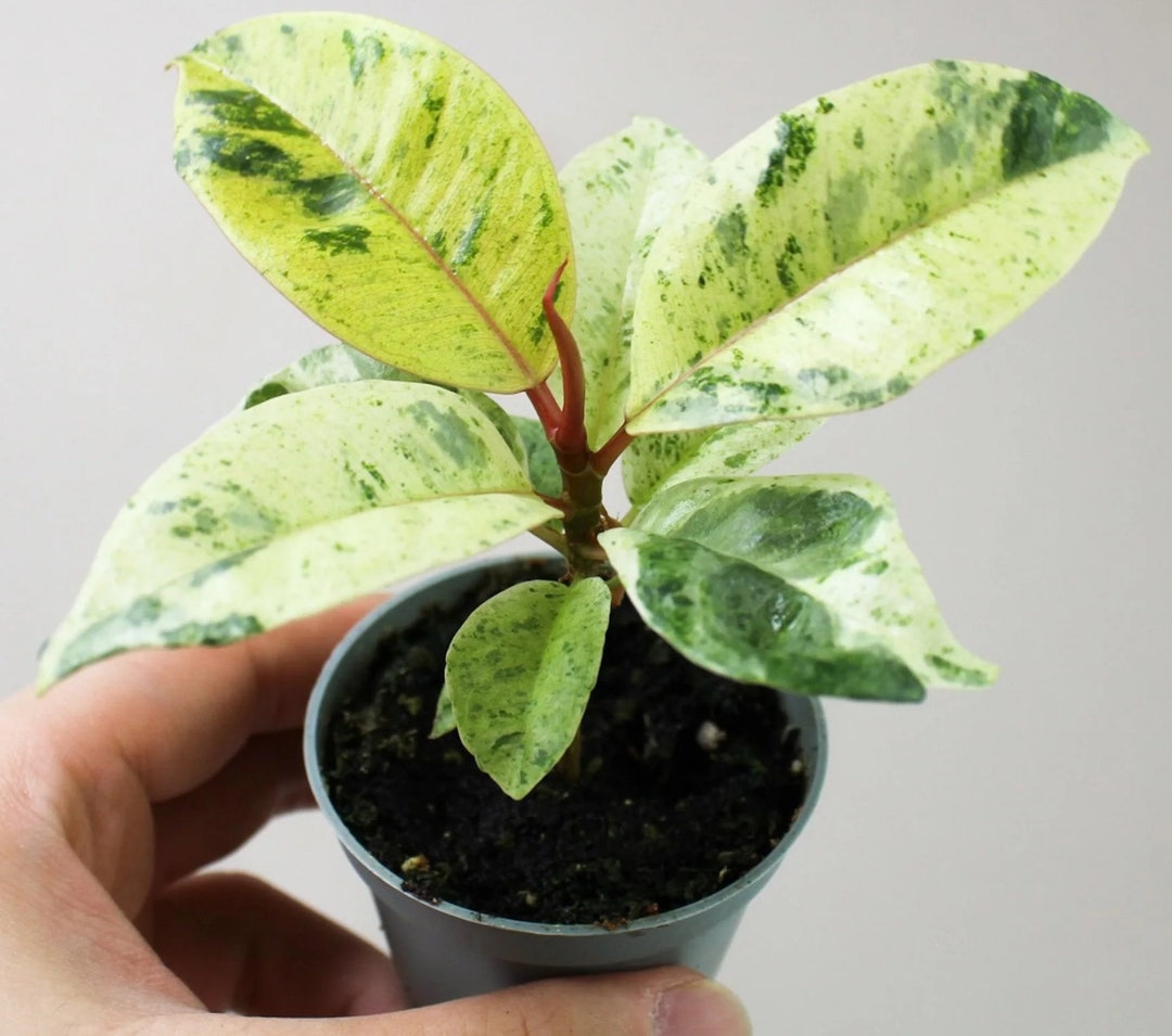 Live - Ficus Variegated Elastica Shivereana Moonshine Starter Plant ...