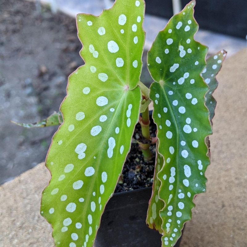 Butterfly Wing Plant - Etsy