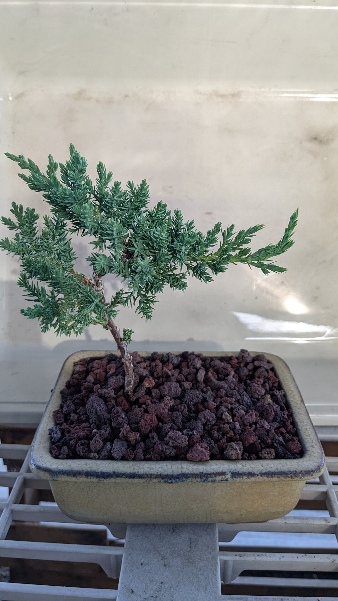 Live - Bonsai Potted Juniper - Great for Beginners USA Seller! - Etsy