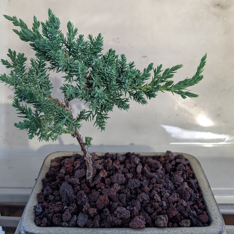 Juniper Bonsai Tree - Etsy