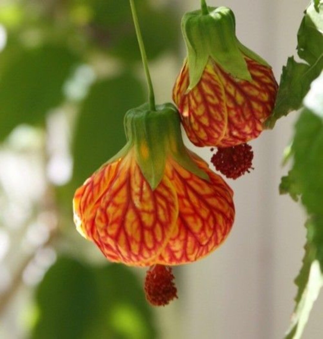 Abutilon tiger Eye Chinese Lantern Starter Plant - Etsy