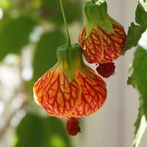 Abutilon "tiger Eye" Chinese Lantern Starter Plant - Etsy