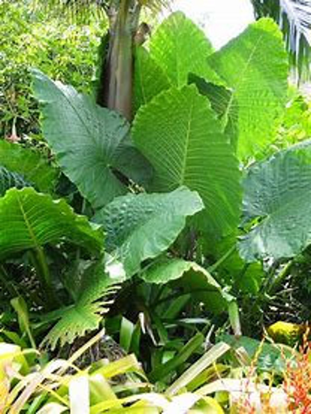 Live Alocasia borneo King borneo Giant USA SELLER - Etsy