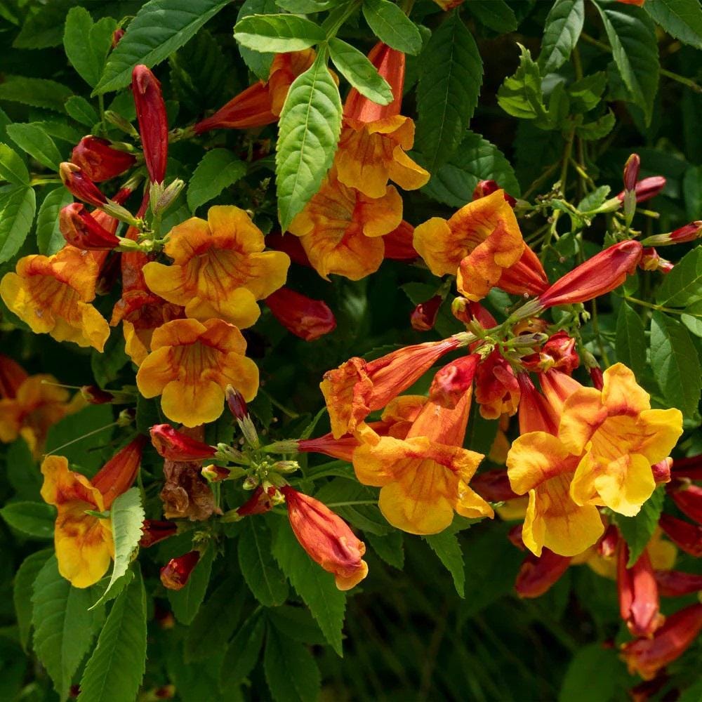 Tecoma Orange Jubilee Flowering Live Starter Plant - USA Seller - Etsy