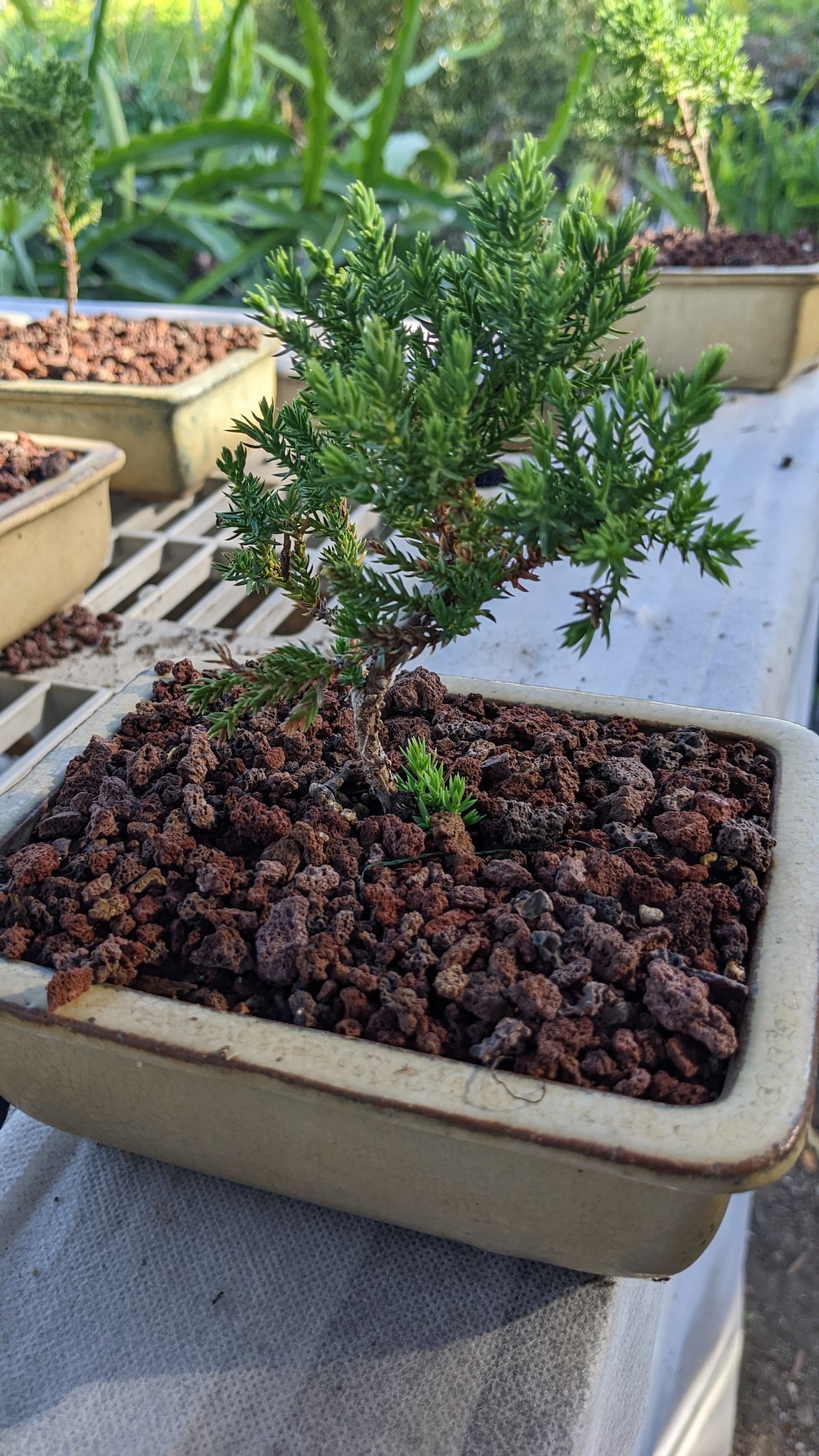 Potted Juniper Bonsai Starter Tree - Beginner Friendly - Etsy