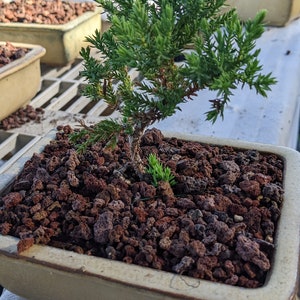 Live - Bonsai Potted Juniper - Great for Beginners USA Seller! - Etsy