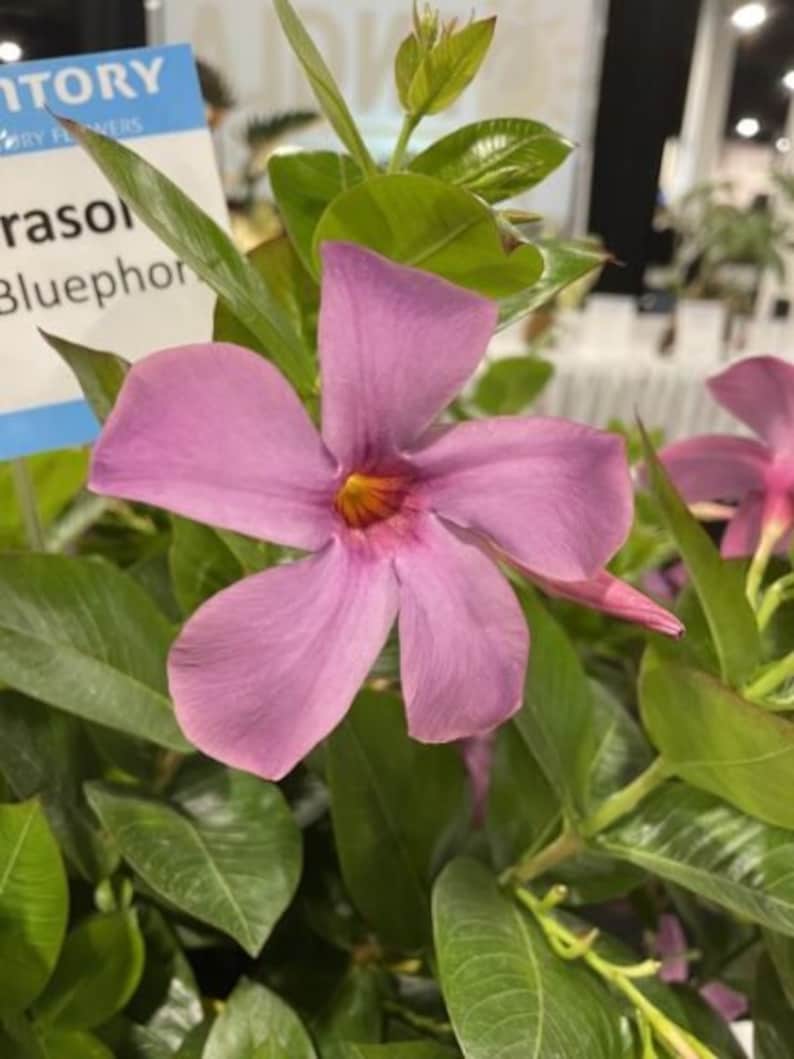 New Mandevilla Sun Parasol Original XP BLUEPHORIA Starter Plant - Etsy