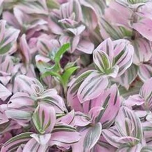 Tradescantia Pink Nanouk Variegated Rare Indoor Starter Plant Live - Etsy