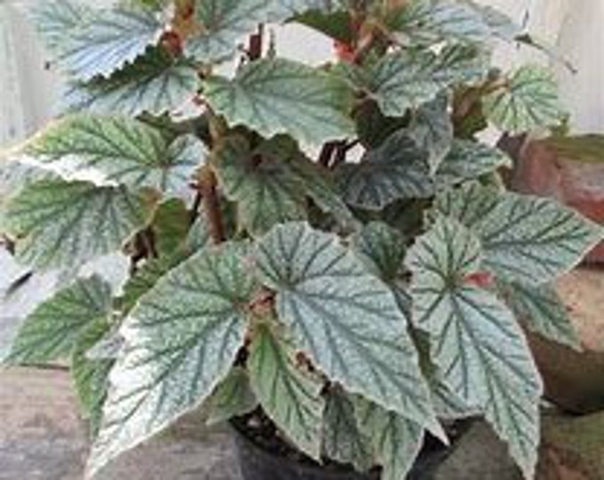 Angelwing Begonia 'frosty' - Etsy