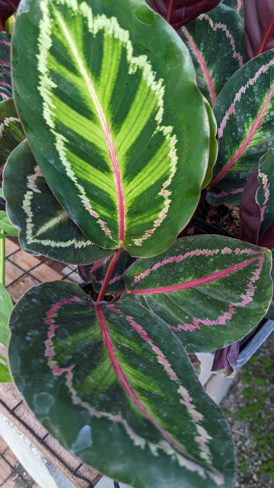 Live Calathea Roseopicta Medallion Live House Plant - USA Seller - Etsy