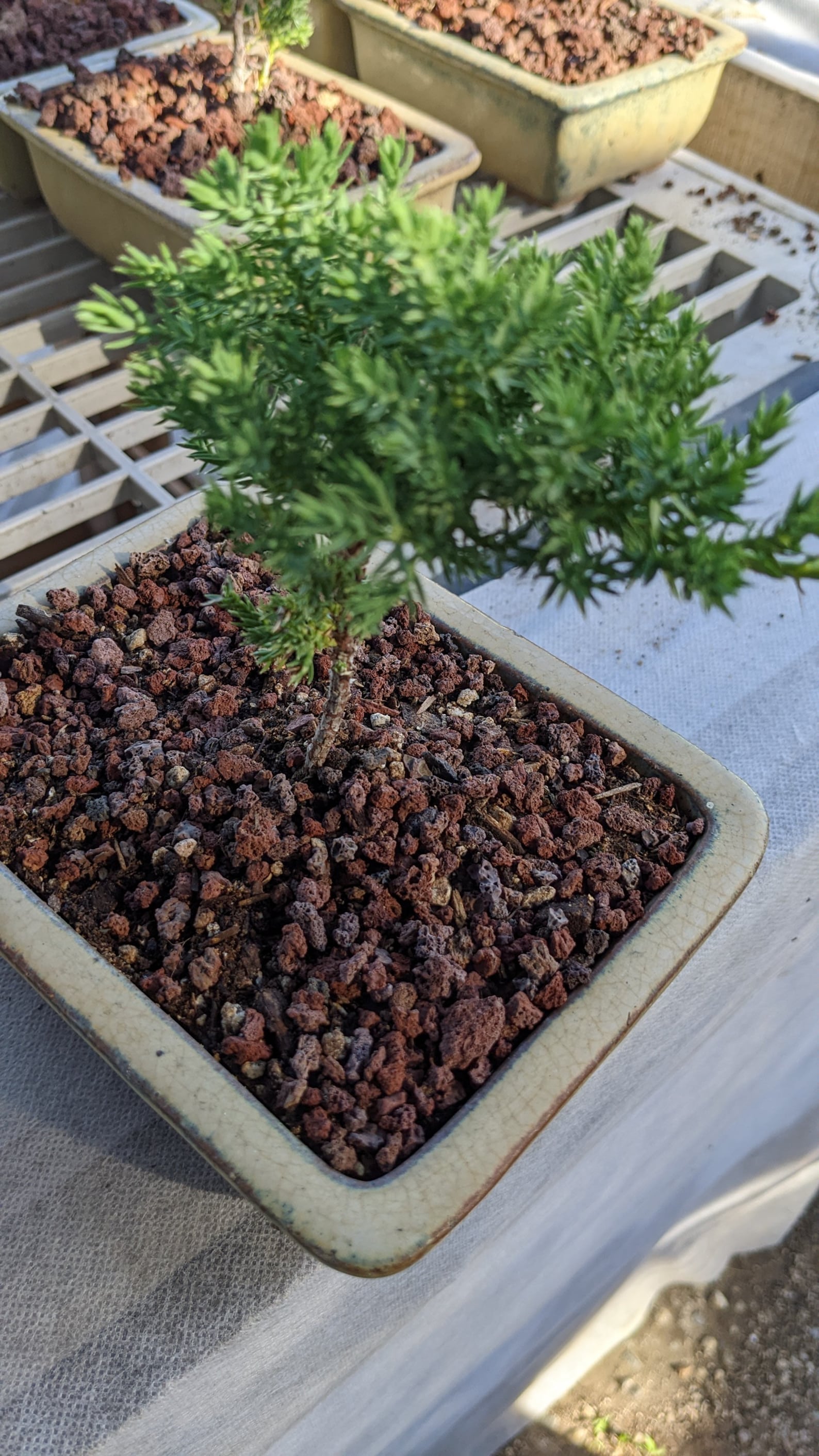 Potted Juniper Bonsai Starter Tree - Beginner Friendly - Etsy
