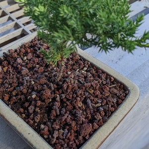 Live - Bonsai Potted Juniper - Great for Beginners USA Seller! - Etsy