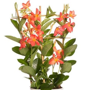 New Mandevilla Firedup Orange Live Starter Plant - Etsy