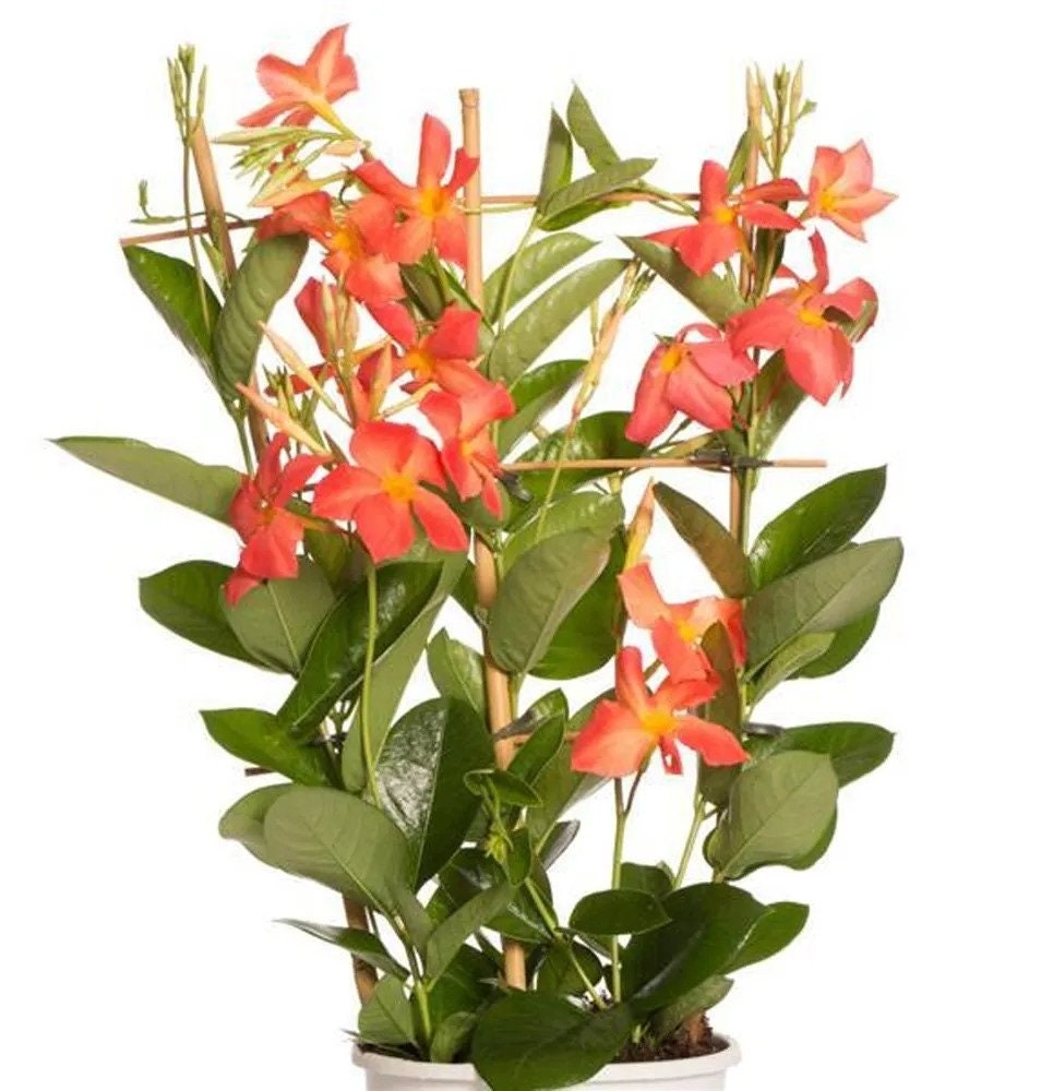 New Mandevilla Firedup Orange Live Starter Plant - Etsy