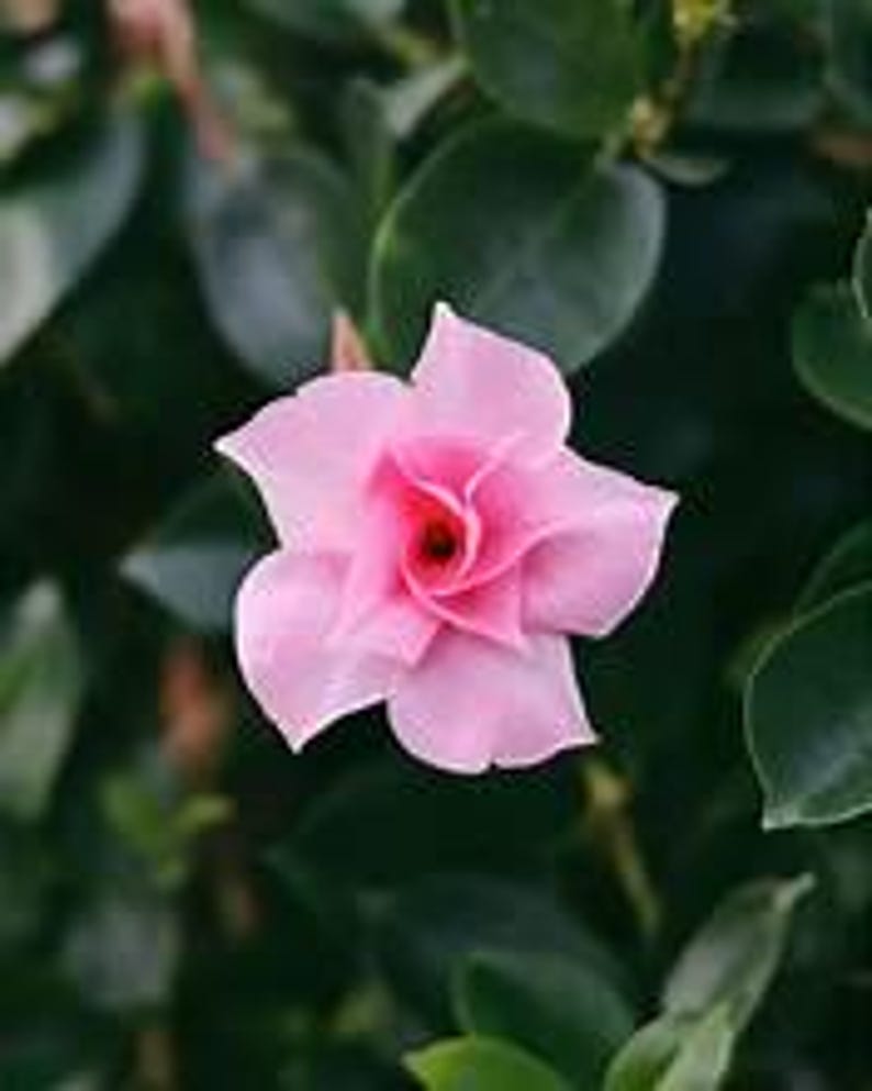 New** Mandevilla Sun Parasol XP Double Pink Blush Live Starter Plant - Etsy