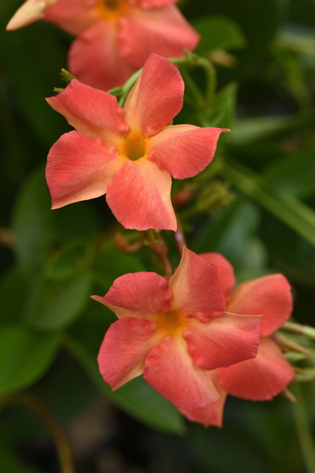 New Mandevilla Firedup Orange Live Starter Plant - Etsy