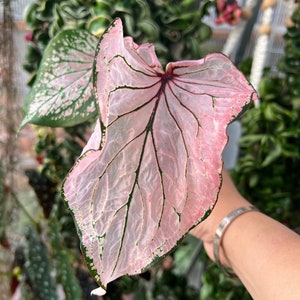 Pink Princess Symphony Caladium Live Bulb, Starter Plant for Spring ...