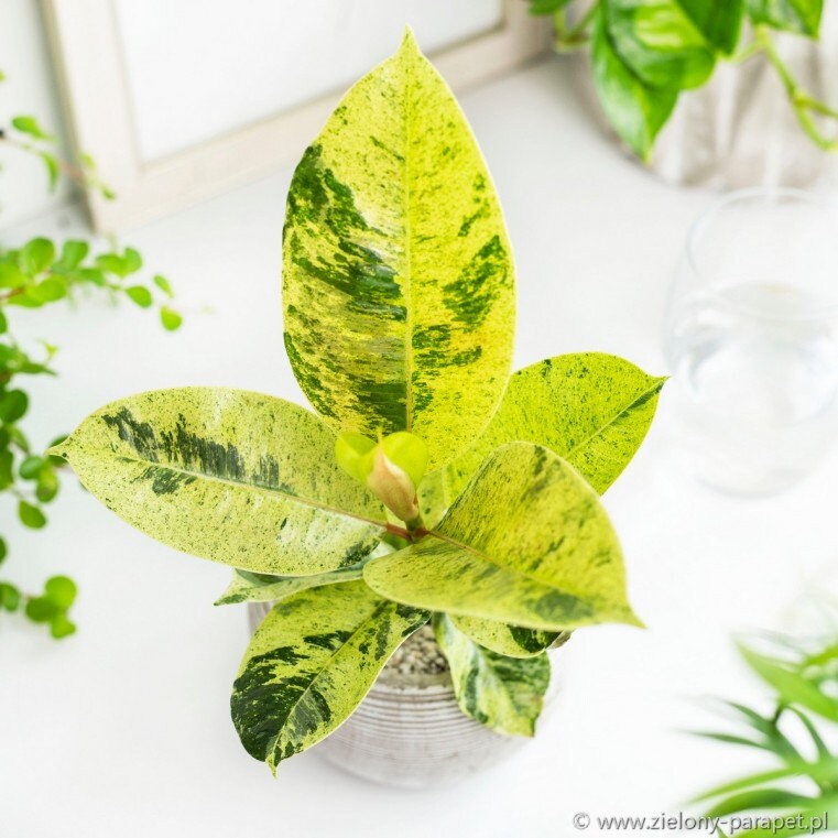 Live - Ficus Variegated Elastica Shivereana Moonshine Starter Plant ...