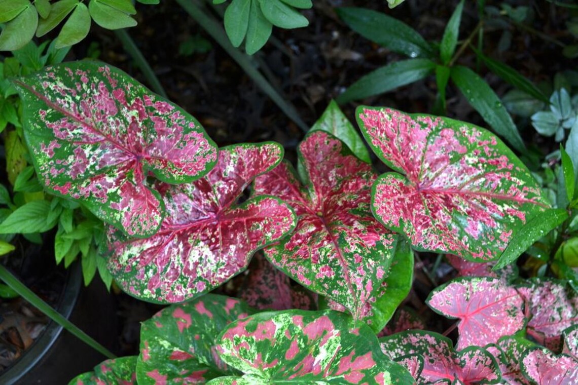 Fire Chief Caladium Live Bulb, Starter Plant for Spring Growth - Etsy