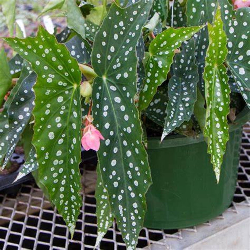 Butterfly Wing Plant - Etsy